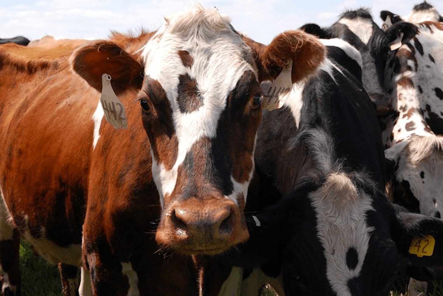 Uplands Cheese Rush Creek Reserve | Tomales Bay Foods